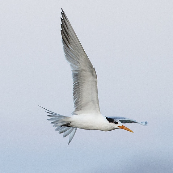 Lesser Crested Tern | BTO